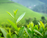 Oi Ocha Unsweetened Green Tea – ITO EN